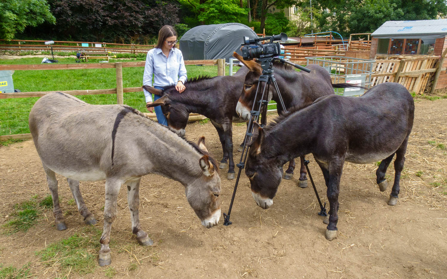 Sanctuary provides a loving home for rescued donkeys | Stroud Times