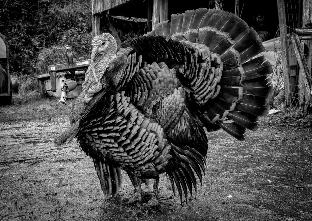 Winning images from Stroud Camera Club | Stroud Times