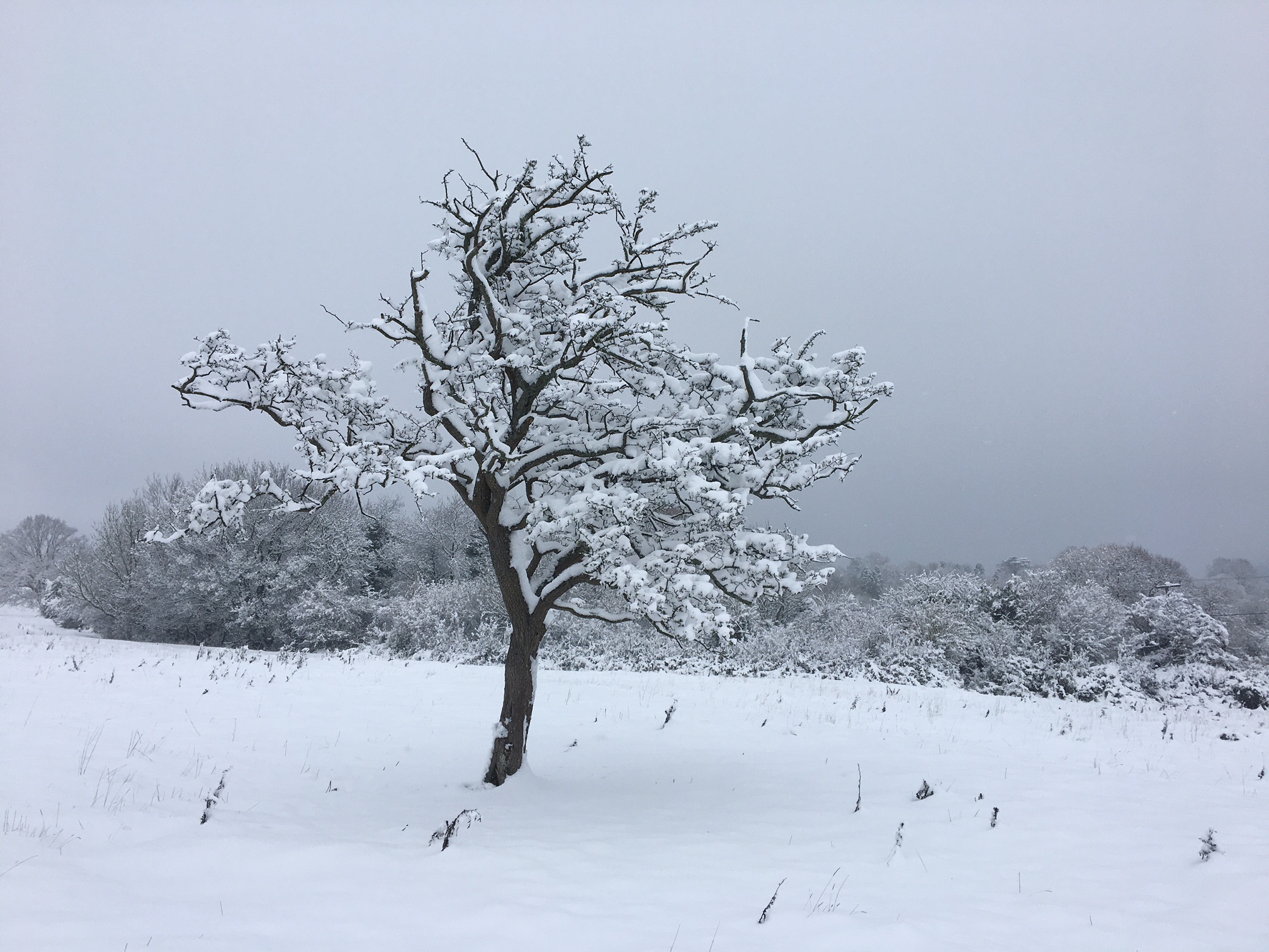 In pictures: Minchinhampton in the snow | Stroud Times