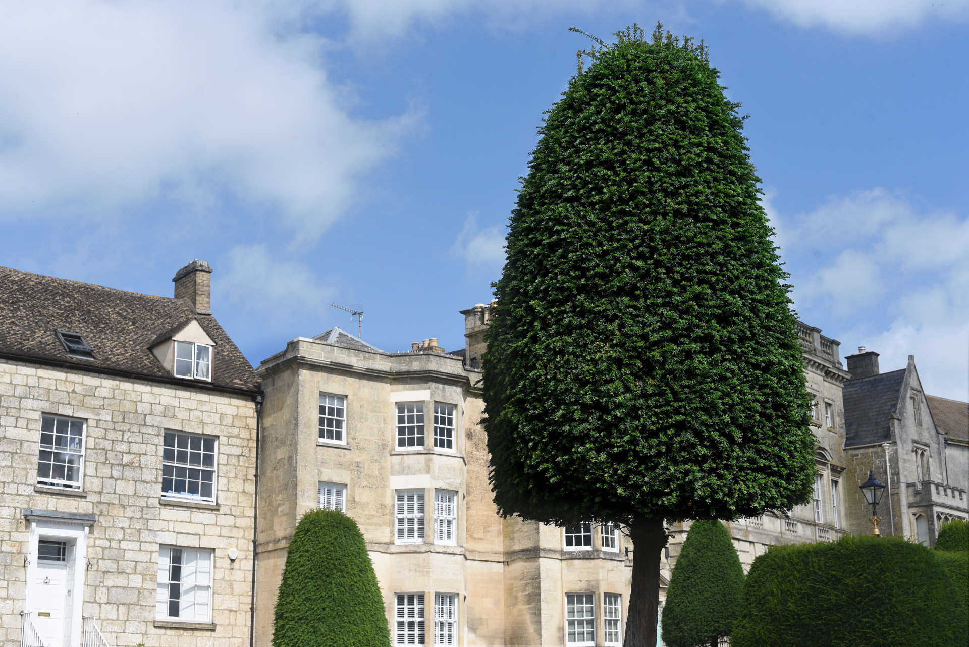 Artist's labour of love records Painswick's yew trees | Stroud Times