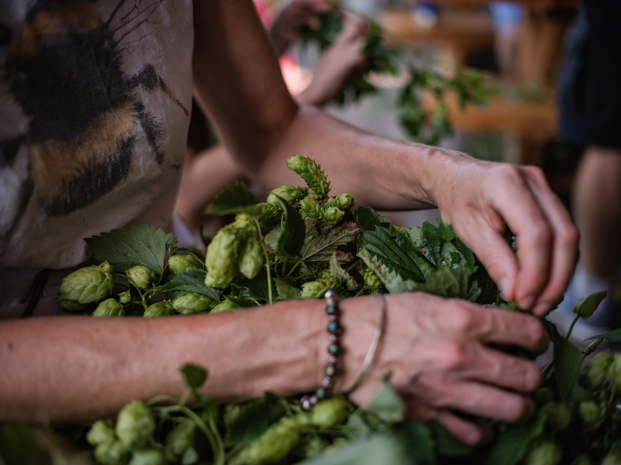 In pictures: community hop harvest festival | Stroud Times